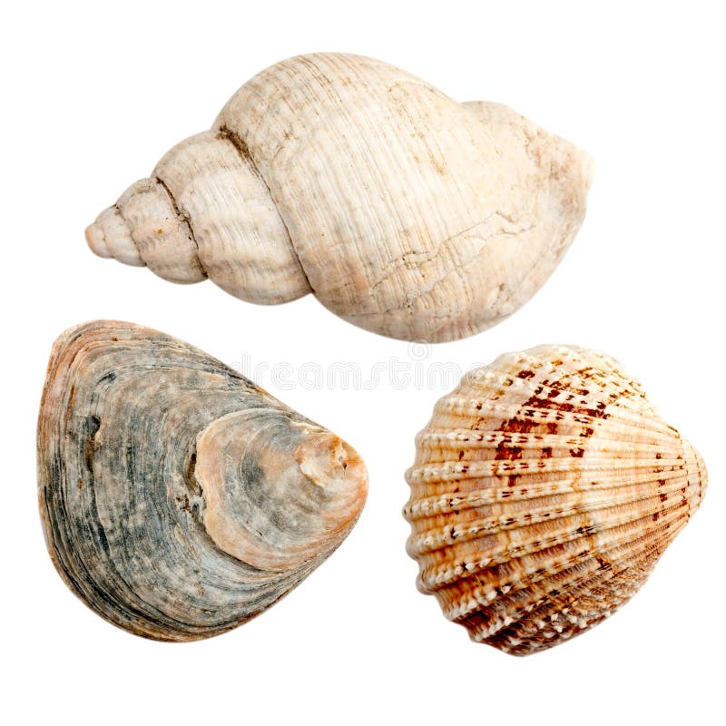 Three Isolated Seashells stock photo. Image of varia - 13116934