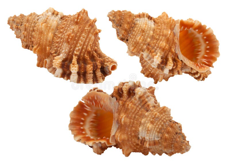 Three Isolated Seashells stock image. Image of oceania - 17544759