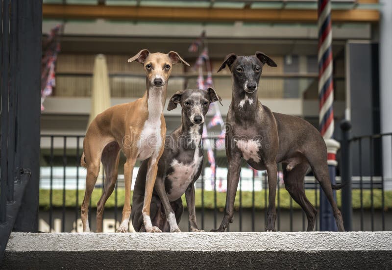 Three Italian Greyhounds Standing at the Top of the Stairs Stock Image ...