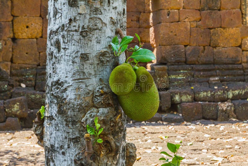 298 Kathal Tree Stock Photos - Free & Royalty-Free Stock Photos from ...