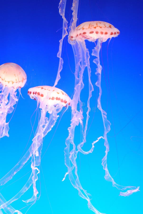 Three Jelly Fish stock photo. Image of fish, organism - 334568148