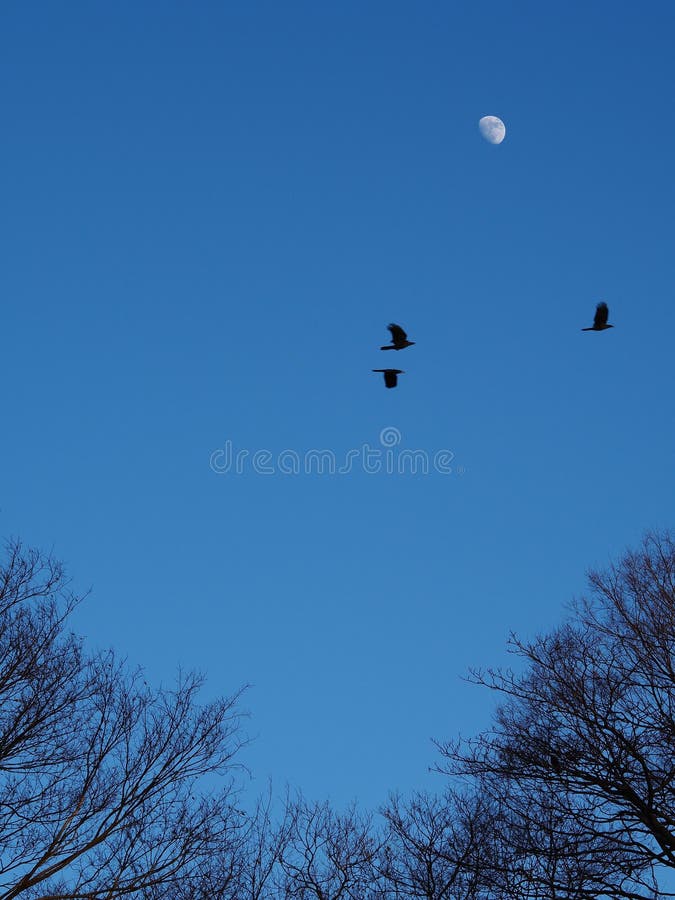 Three Crows Fly Above the Forest, Silhouetted by the Moon Stock Image ...
