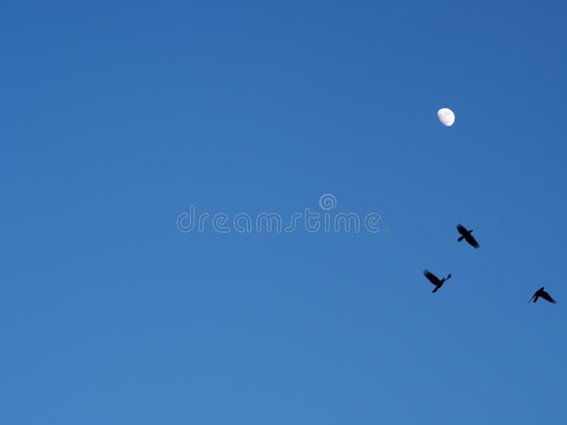 Three Crows Flying are Silhouetted by the Moon Stock Photo - Image of ...