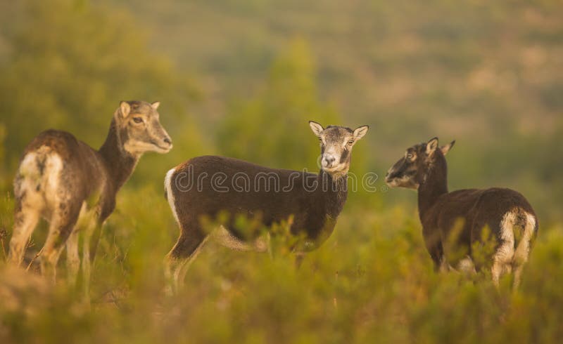 Mouflon in a small zoo stock photo. Image of mammalia - 218863876