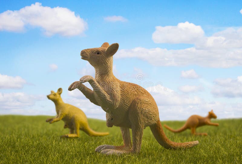 Three Kangaroos on the Meadow Stock Image - Image of eating, leisure ...