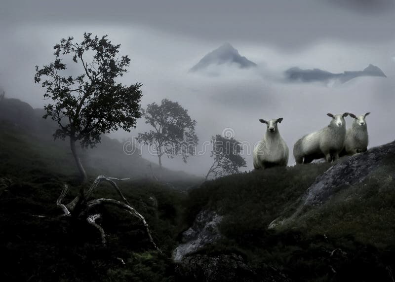 Sheep with Trees stock photo. Image of landscape, blue - 6534764