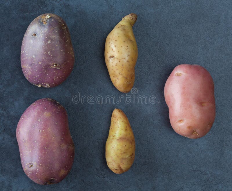 Three kinds of potatoes stock image. Image of healthy - 68471257