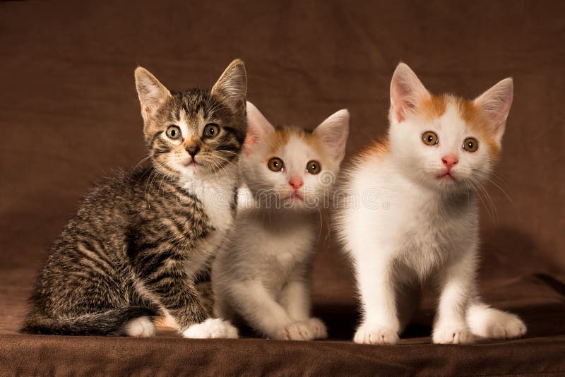 Three kitten brother stock photo. Image of eyes, persian - 561810