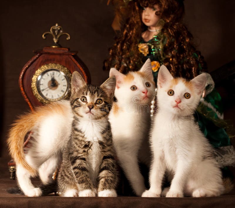 Three kitten stock photo. Image of portrait, cuddly, curious - 16115126