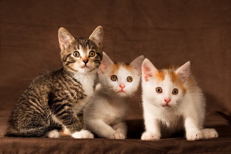 Three kitten brother stock photo. Image of eyes, persian - 561810