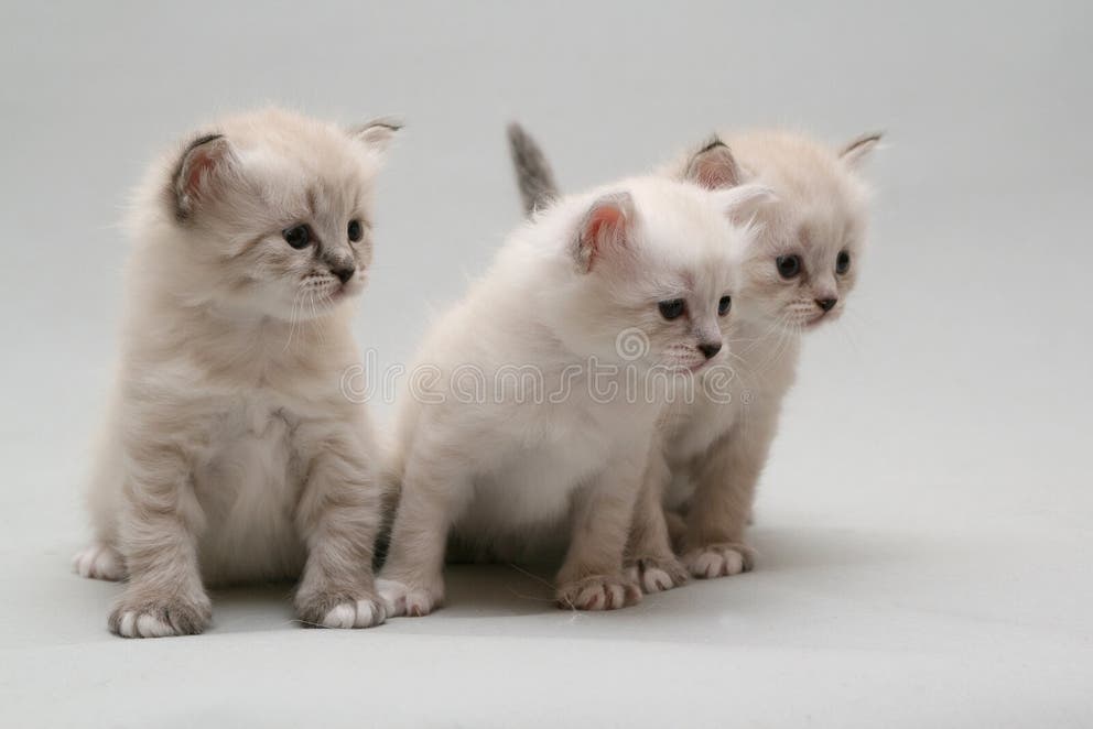 Three kitten stock image. Image of striped, domestic, animal - 7110209