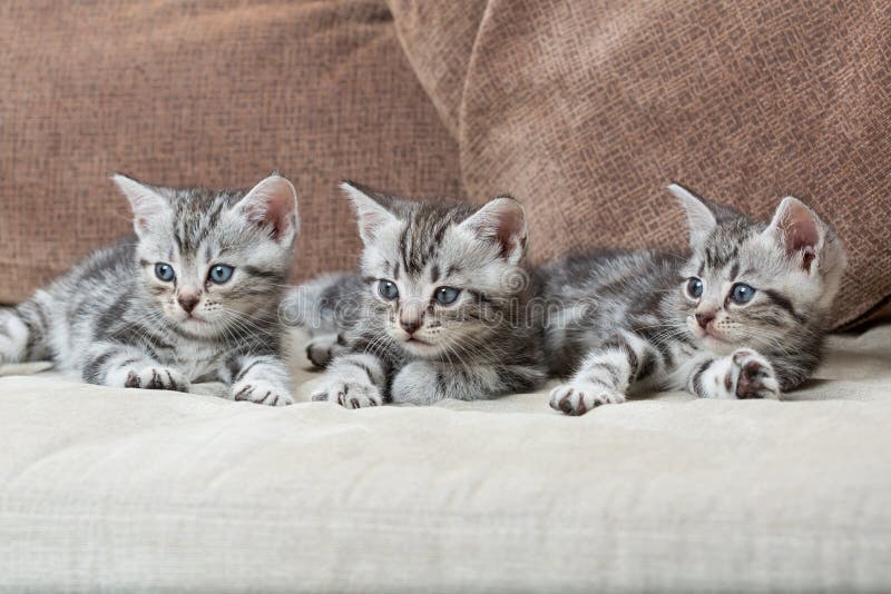 Three kitten brothers stock photo. Image of striped, three - 41841550
