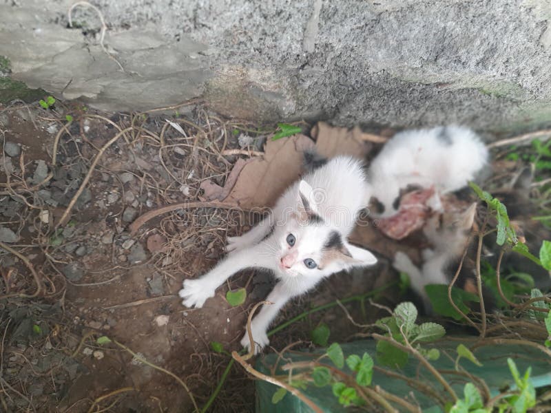 Three kitten brother stock photo. Image of eyes, persian - 561810