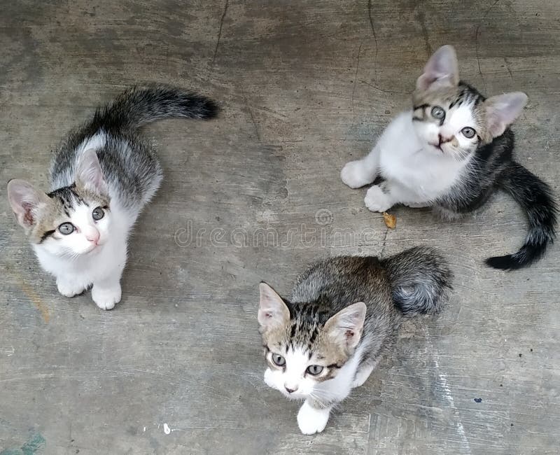 Three kitten brother stock photo. Image of eyes, persian - 561810