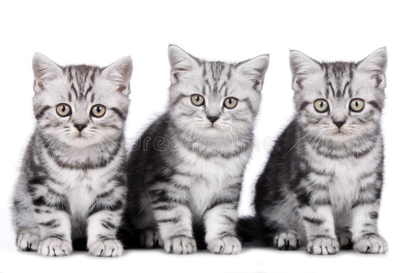 Three kitten isolated stock image. Image of tabby, sitting - 35803681