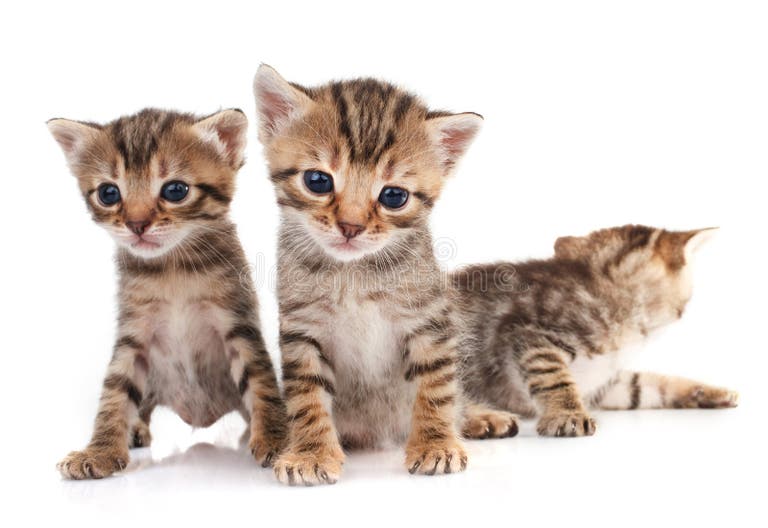Three kitten isolated stock photo. Image of hair, playful - 61823804