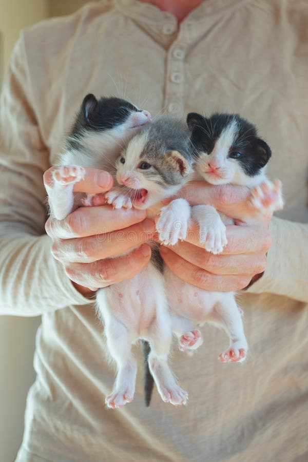 Three Kitten Portrait. Love and Adopt Cat Concept Stock Photo - Image ...