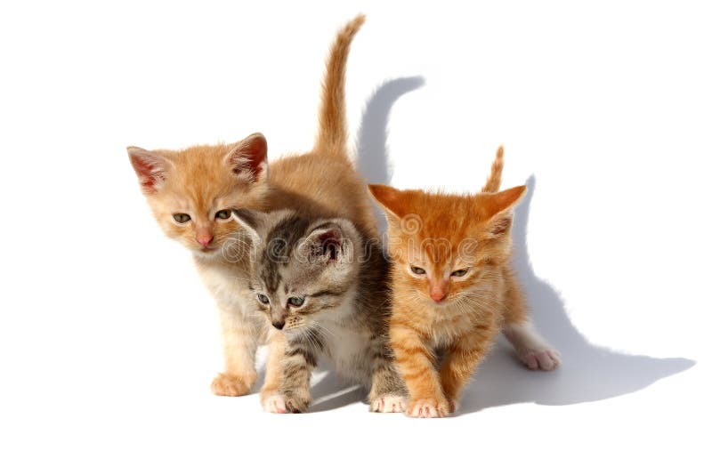 Three red cats. stock image. Image of small, pets, white - 93789621