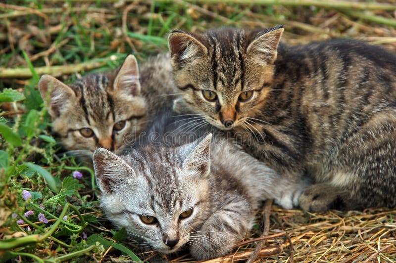 Three kittens stock image. Image of grass, chicks, tabby - 18225391