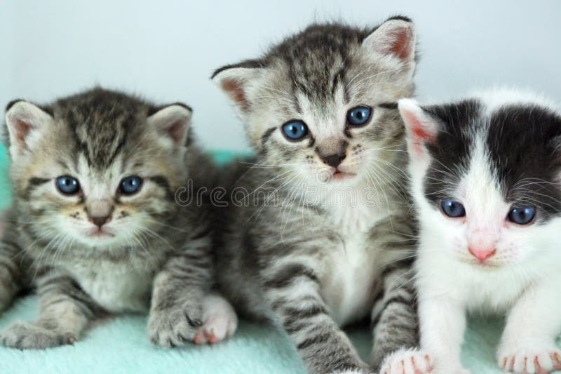 Three kittens stock image. Image of newborn, tiny, cuddly - 2405699