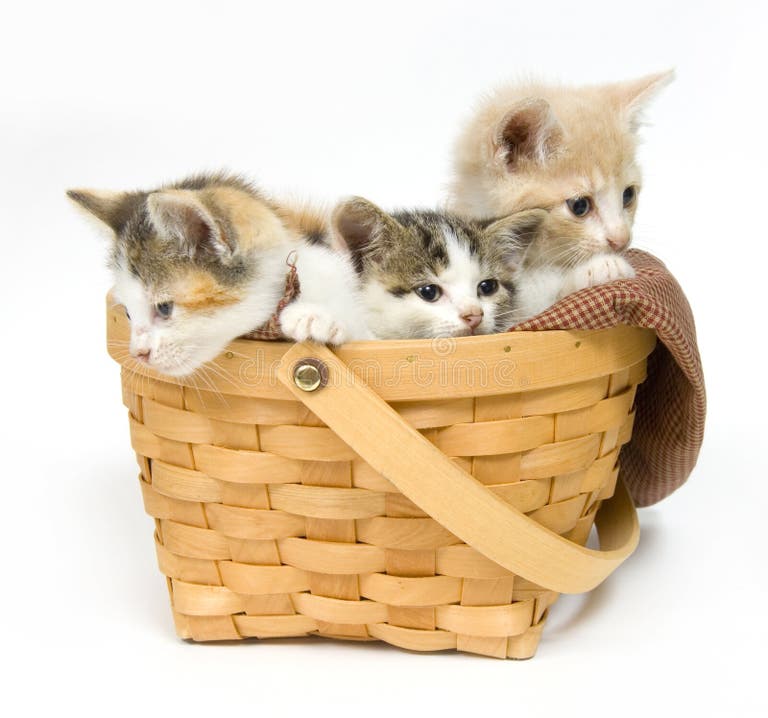 Three kittens in a basket stock photo. Image of nose, ears - 1012770