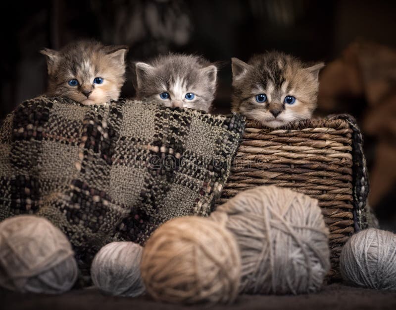 Three Kittens in a basket stock photo. Image of kitten - 116005192