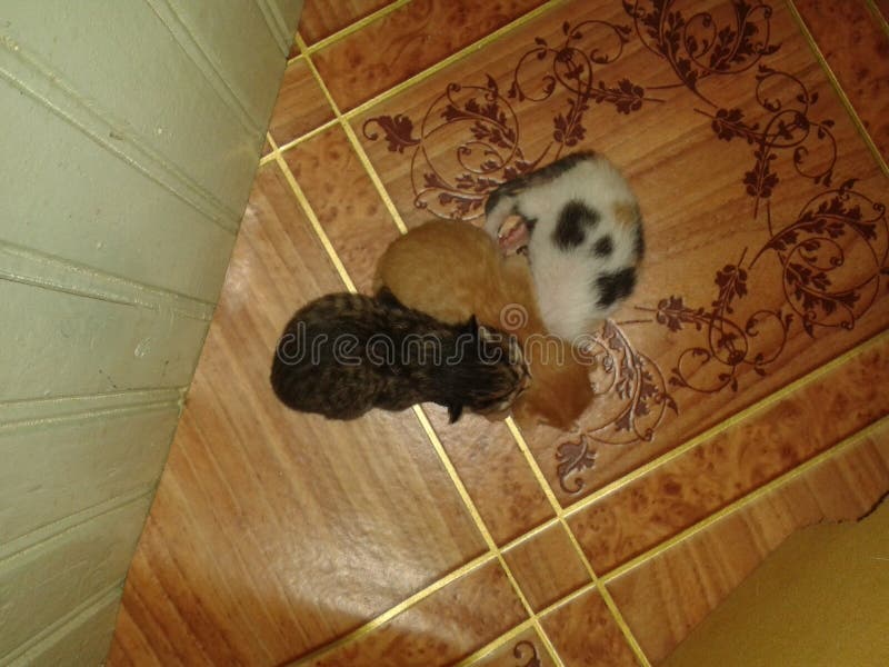 Three kittens cuddle stock photo. Image of three, kittens - 171802616