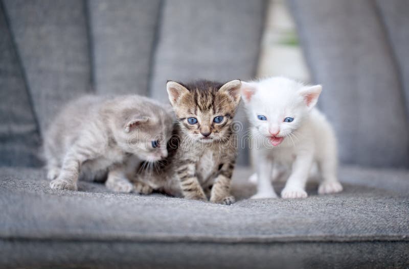 Three kittens stock photo. Image of cute, funny, gray - 38898092
