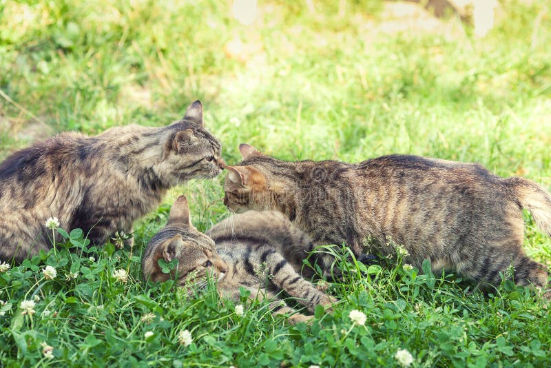 Three kittens on the grass stock photo. Image of garden - 78143512