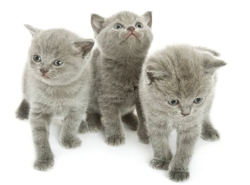 Three red cats. stock image. Image of small, pets, white - 93789621