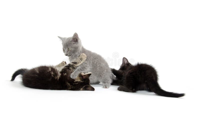 24,968 Shorthair Kittens Stock Photos - Free & Royalty-Free Stock Photos from Dreamstime