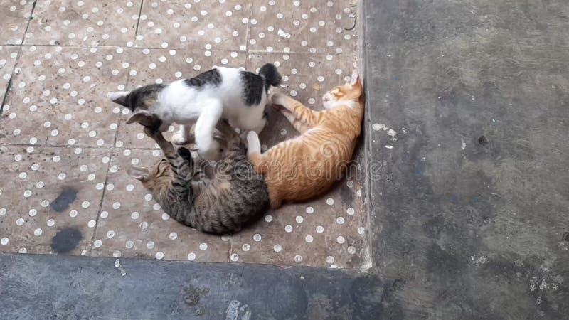 Three Kittens Playing on the Floor Stock Footage - Video of kittens ...