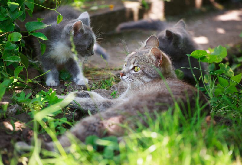 Three Kittens Playing in the Grass Stock Photo - Image of playful ...
