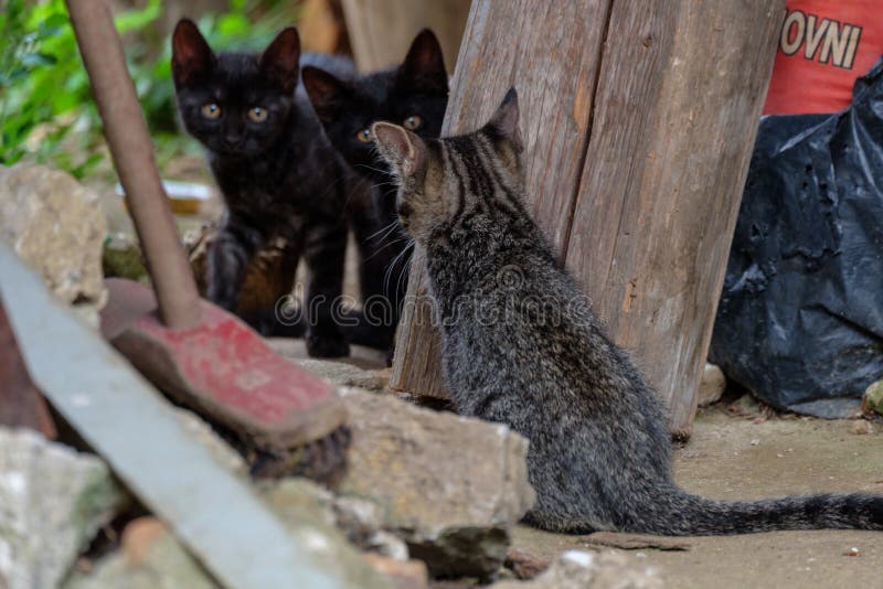 Three Kittens Playing in a Messy Yard Stock Image - Image of yard ...