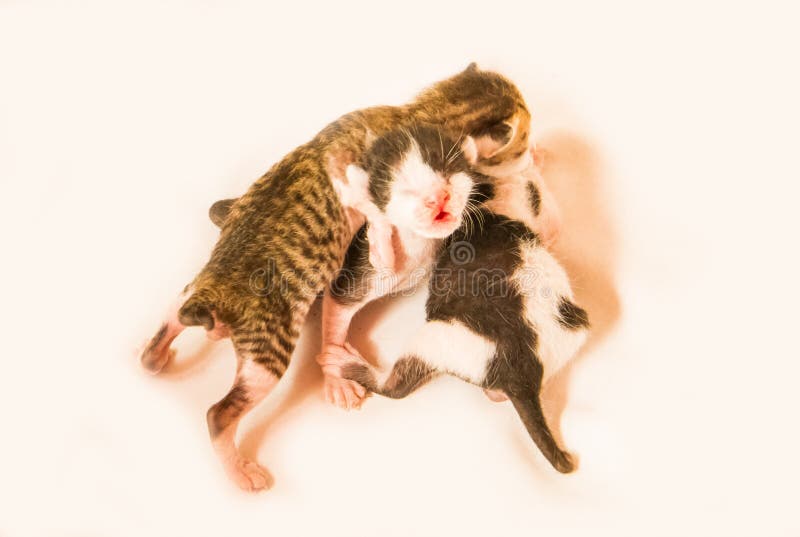 Three kittens stock photo. Image of adorable, blue, love - 37959188