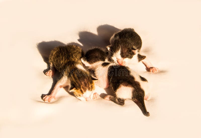Three kittens stock image. Image of baby, animal, mammy - 38178525