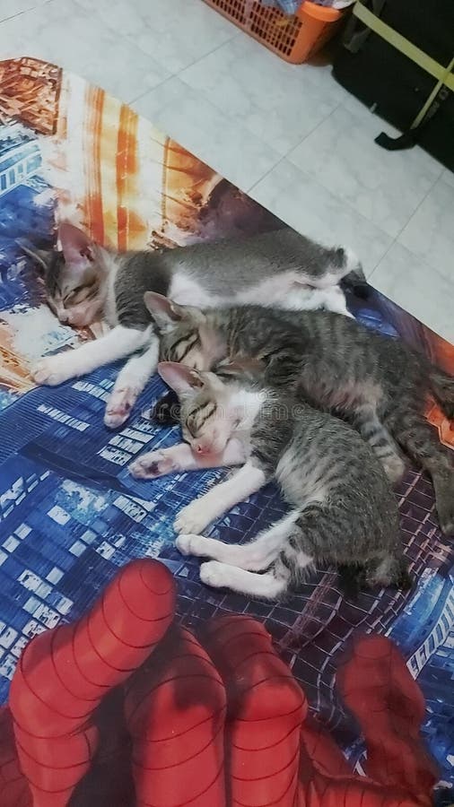 Three Kittens Sleep on a Bed with a Spiderman Print Sheet; Ceramic ...