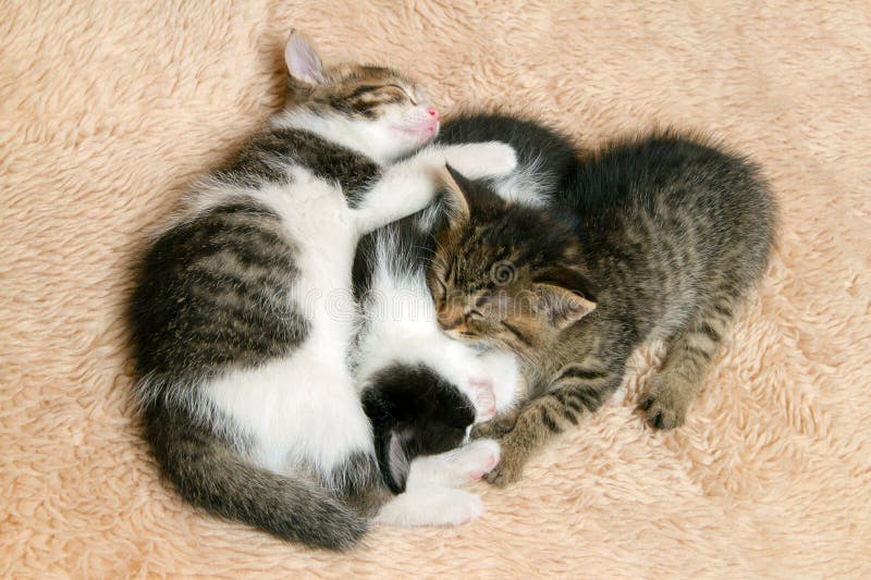 Three Kittens Sleep Together, Hugging. Stock Image - Image of pedigreed ...