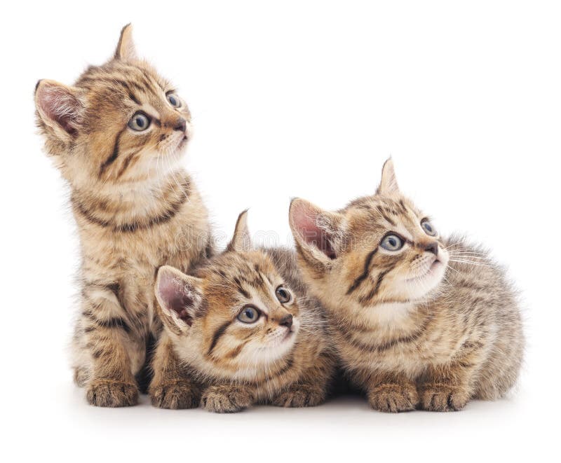 Three Red Kittens in a Basket Stock Photo - Image of feline, family ...