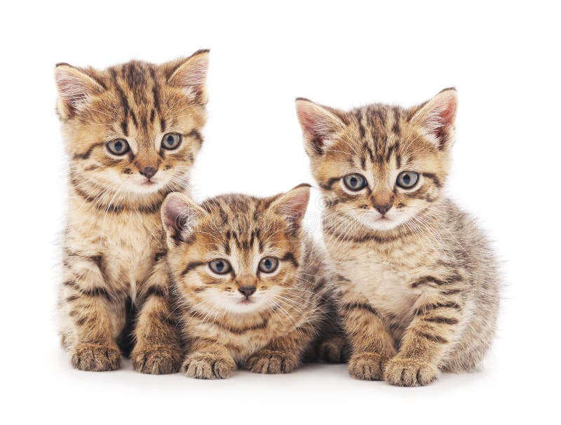 Three red cats. stock image. Image of small, pets, white - 93789621