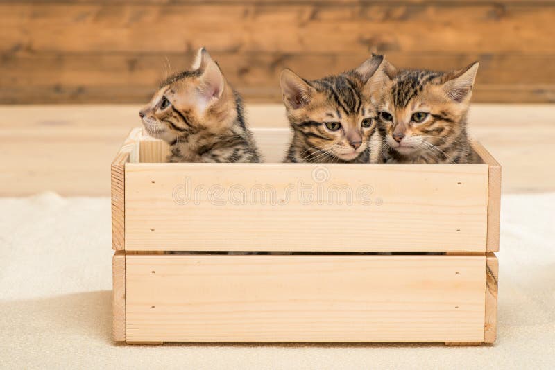 Three Kittens in a Wooden Box, Closeup Portrait Stock Photo - Image of ...