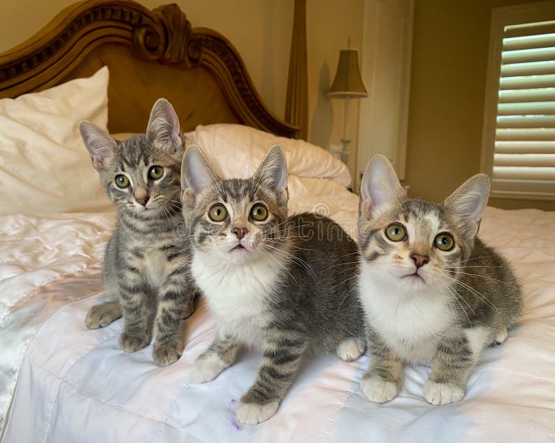 Three kitties on a bed stock photo. Image of cats, three - 207677464