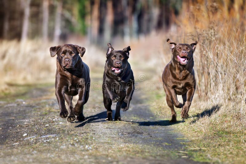Three Labrador Dogs Running Outdoors Stock Photo - Image of pets ...