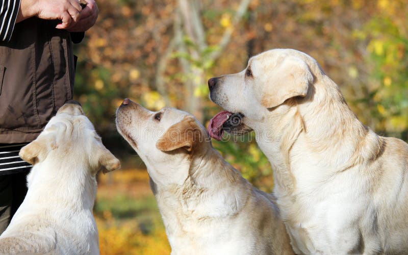 Three Labrador in the Park in Autumn Waiting for a Present Stock Photo ...
