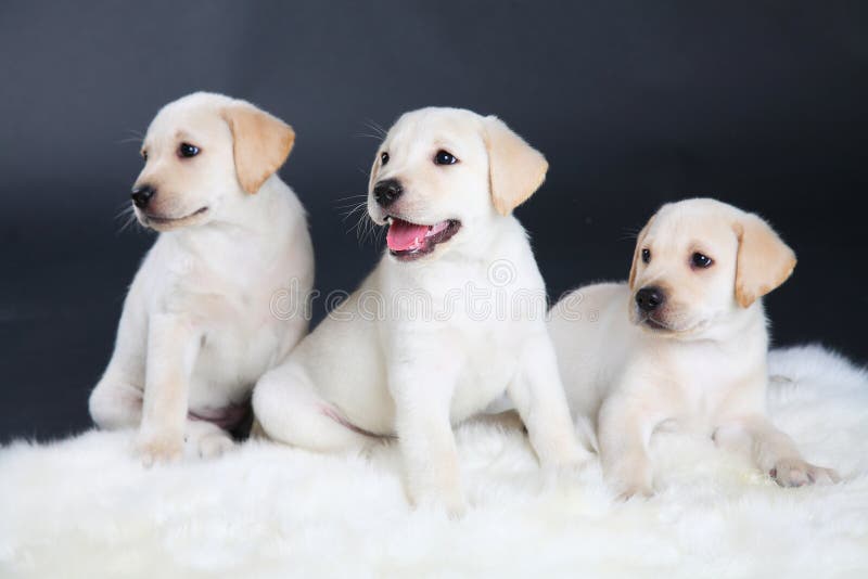 Three labrador puppies stock image. Image of pedigree, retriever - 379619