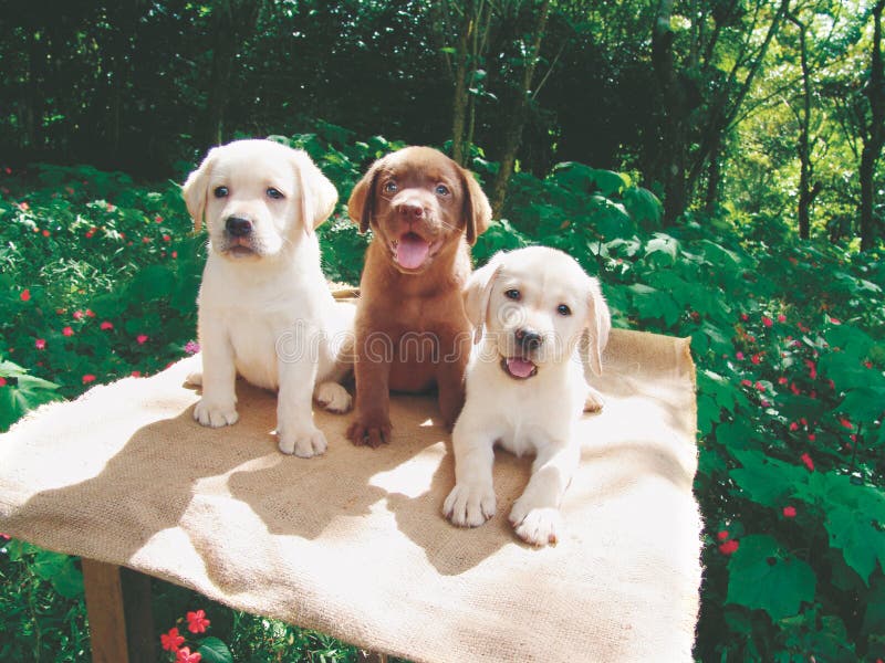 Three labrador puppies stock image. Image of pedigree, retriever - 379619