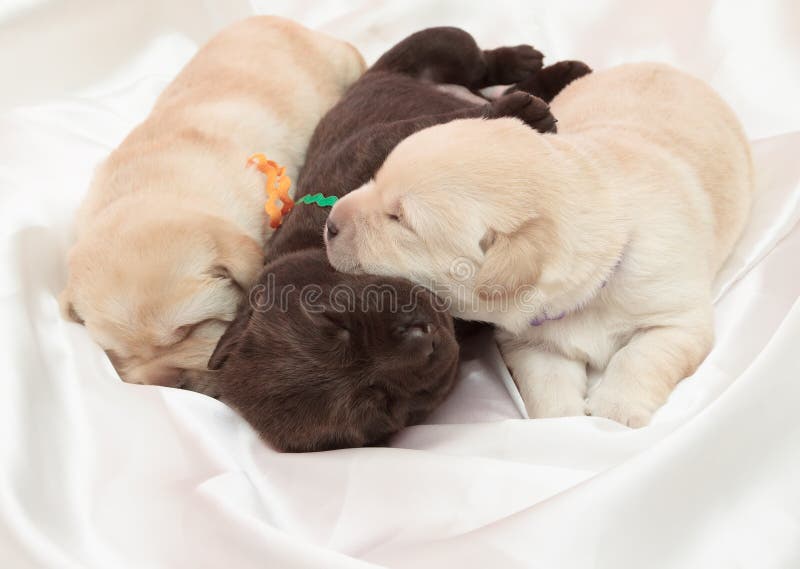 Three labrador puppies stock image. Image of pedigree, retriever - 379619