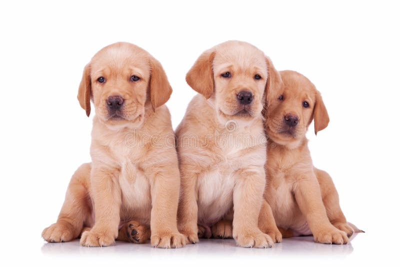 Three labrador puppies stock image. Image of pedigree, retriever - 379619