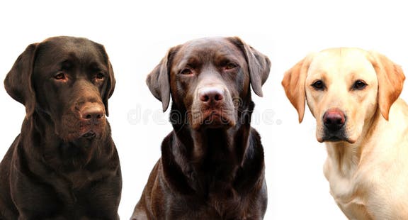 Three labrador retrievers stock image. Image of adorable - 8225037