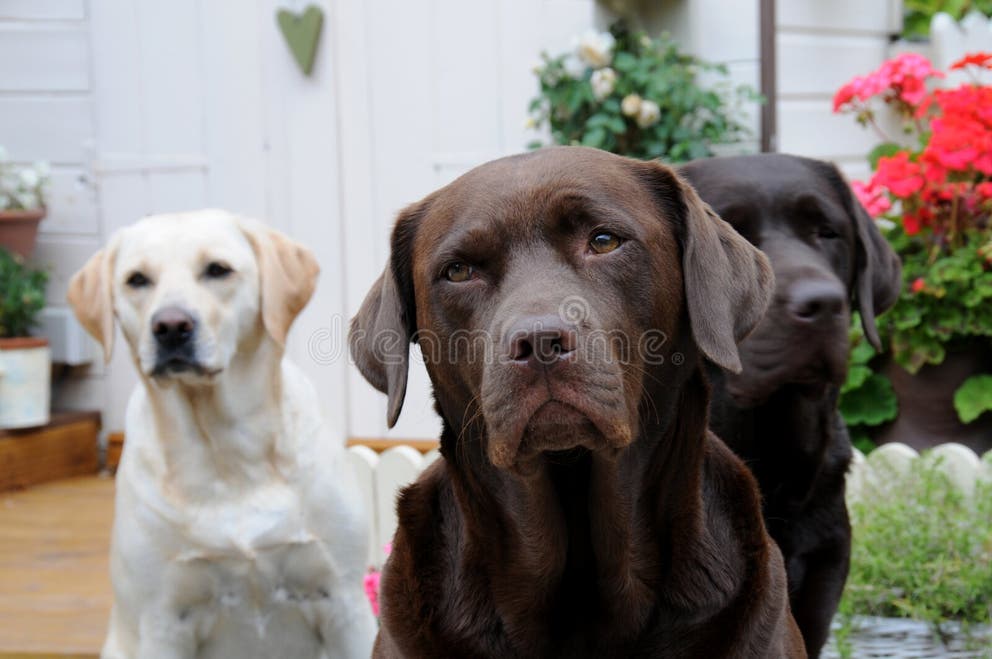 Three labradors stock photo. Image of chocolate, three - 20507260
